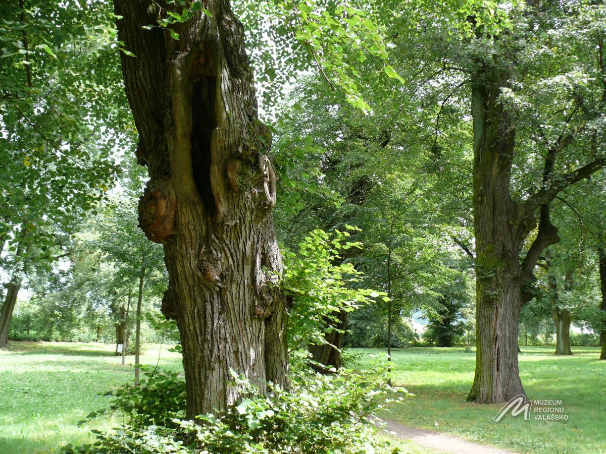 Jak si žijí brouci v lese? | Muzeum regionu Valašsko